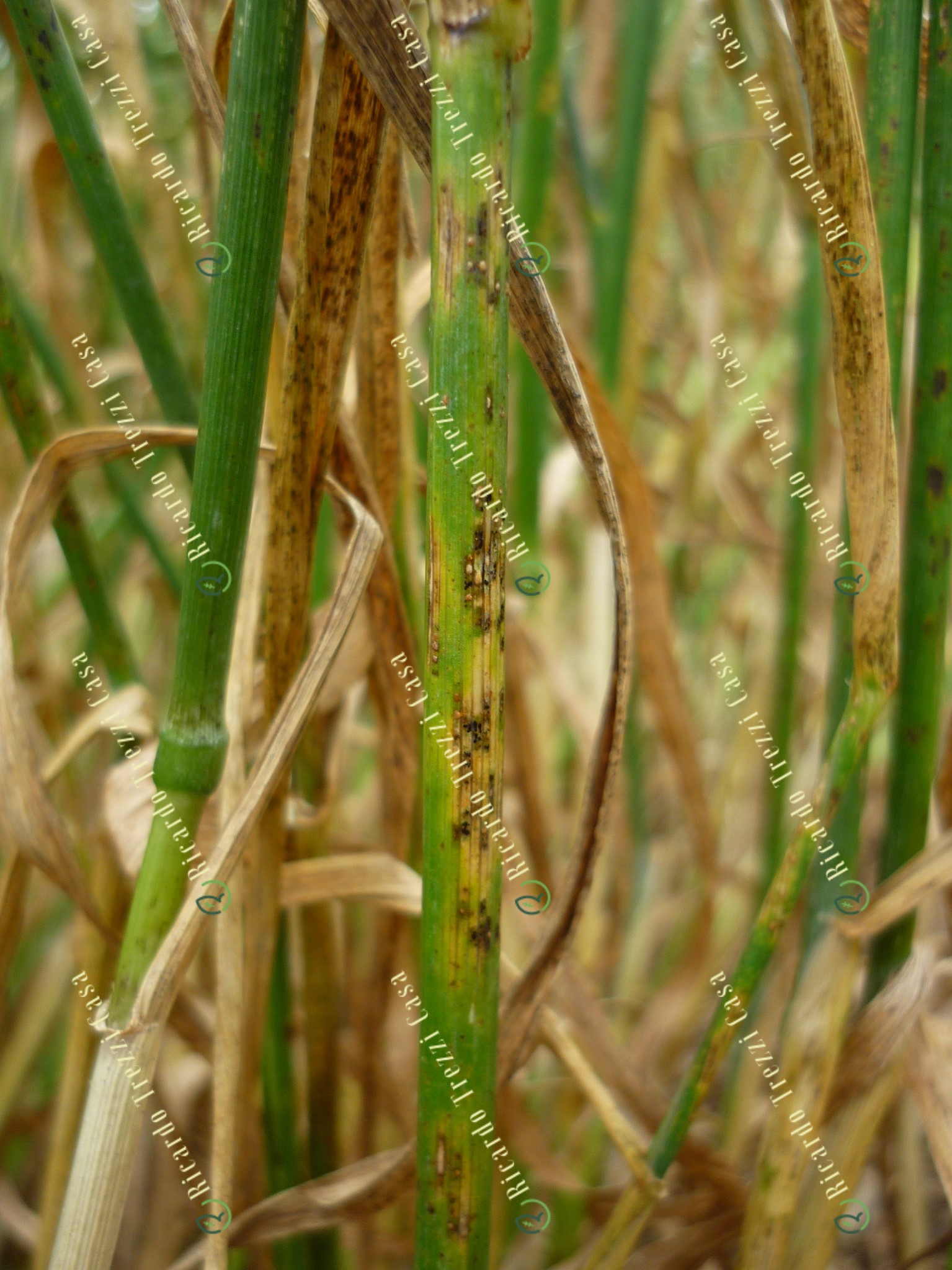 Doenças de plantas | Trigo