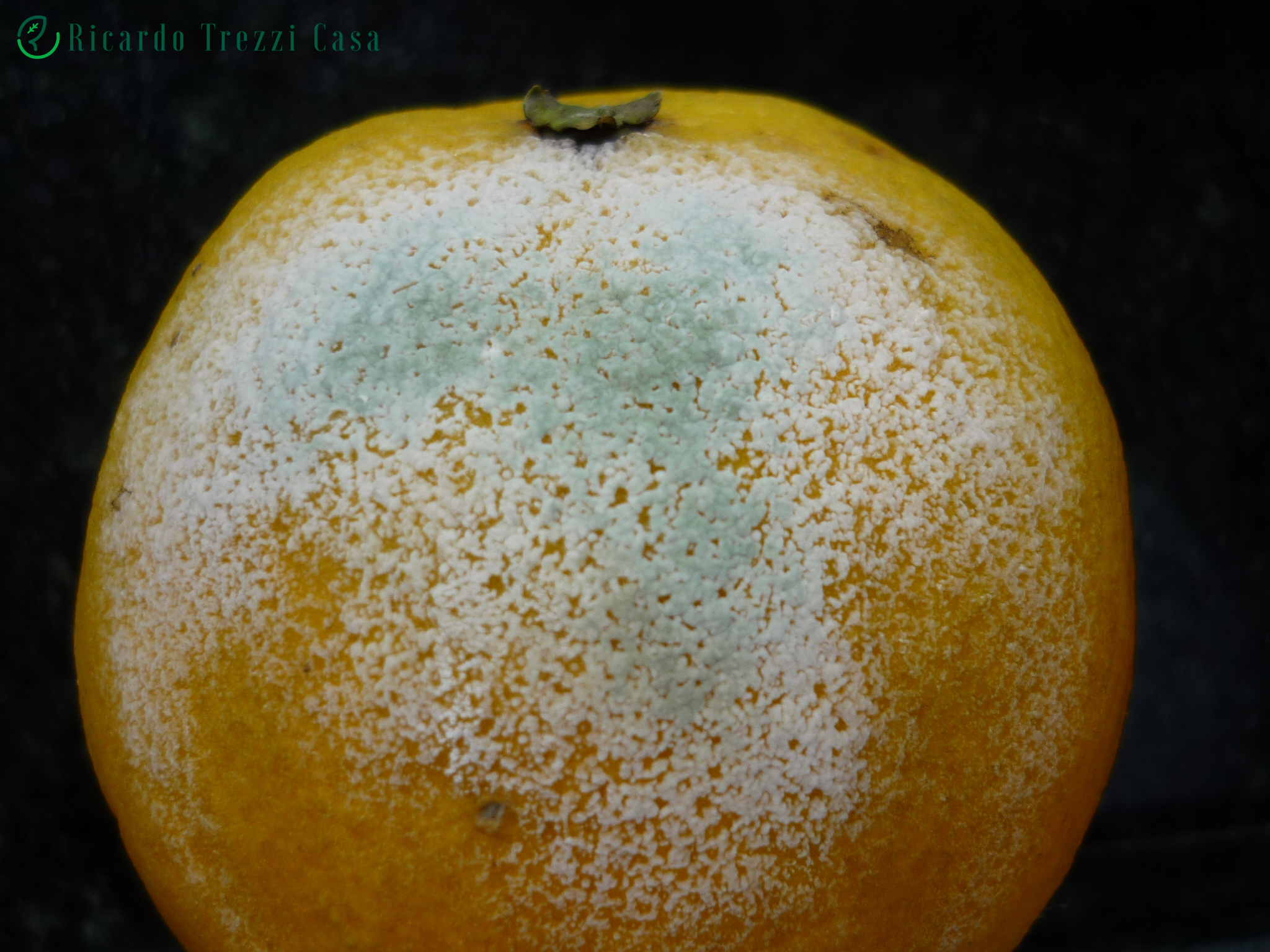 Doenças de plantas | Laranja